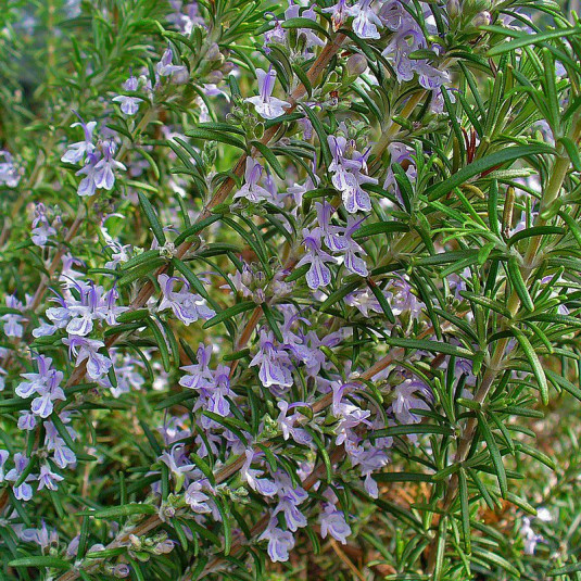 Rosmarin officinal - Vente Romarinus officinalis - Plant