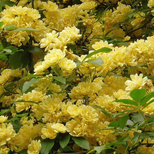 Vente Rosa banksiae 'Lutea Plena' - Rose de banks jaune - Rosier de mai ...