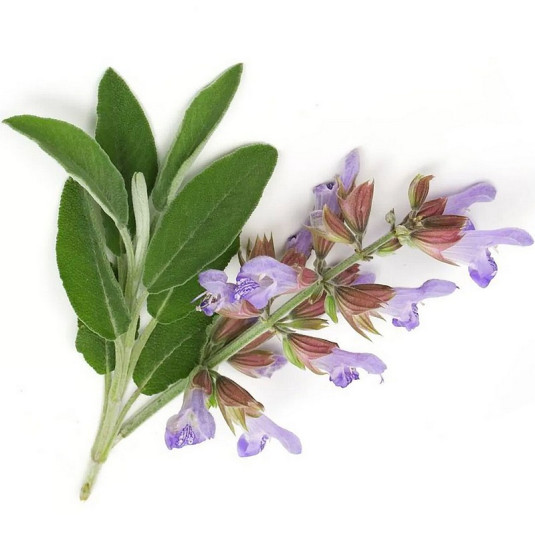 Sauge officinale - Vente Salvia officinalis - Thé de France