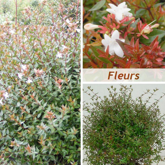 Abelia grandiflora 'Prostrata' - Vente Abélia nain