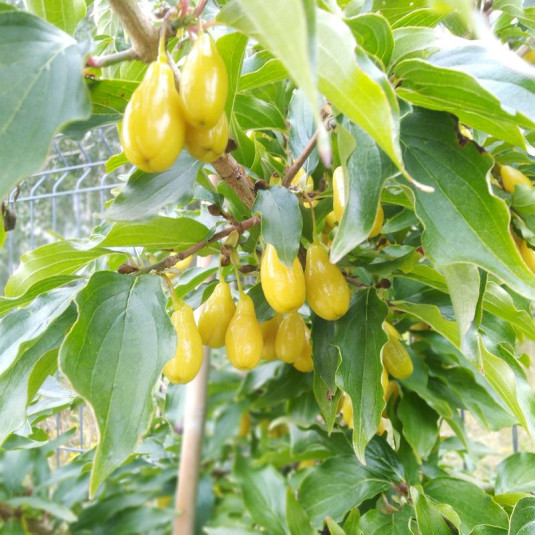 Cornus mas 'Nieznyj' - Vente Cornouiller mâle 'Nieznyj' à gros fruits ...