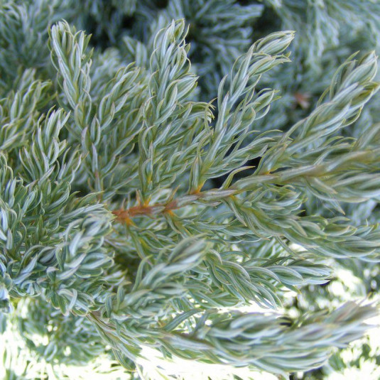 Cupressus sawara argenté - Vente Chamaecyparis pisifera 'Boulevard ...