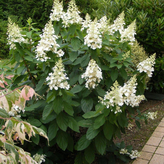 Hydrangea paniculata 'Kyushu' - Vente Hortensia arbustif blanc