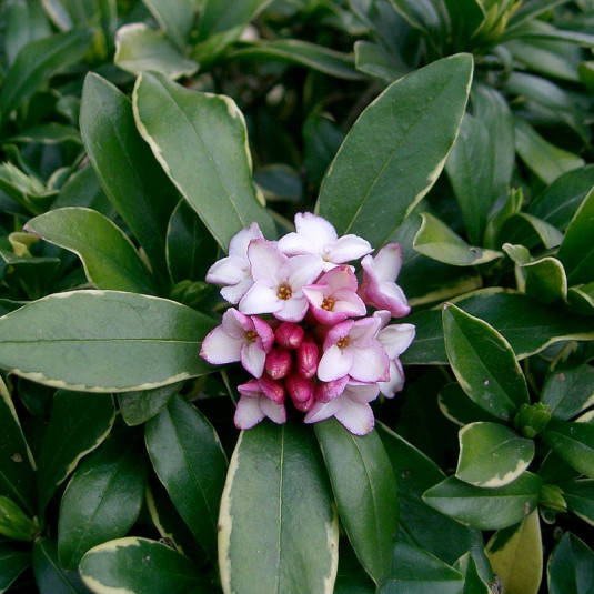 Daphne odora 'Aureomarginata' - Vente Daphné du Japon panaché