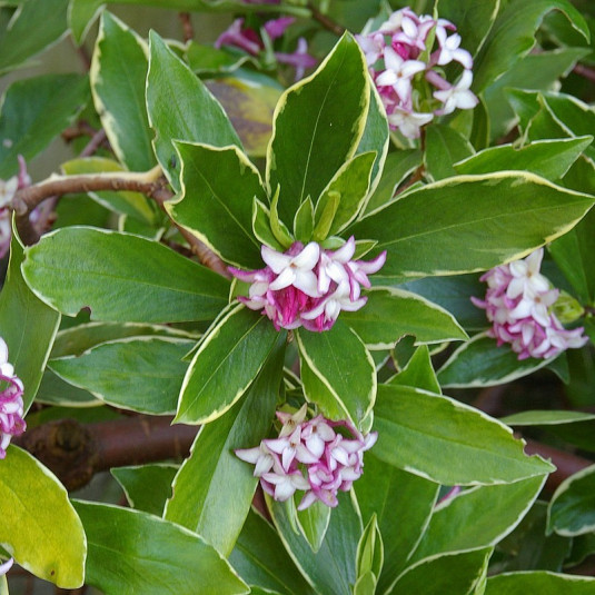 Daphne odora 'Aureomarginata' - Vente Daphné du Japon panaché