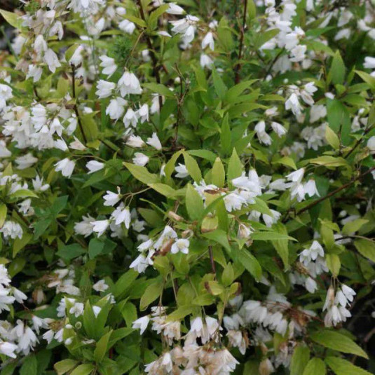 Deutzia crenata 'Nikko' - Vente Deutzia gracilis 'Niko'