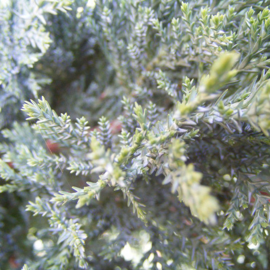 Cupressus de Lawson - Chamaecyparis lawsoniana 'Ellwood's Blue'