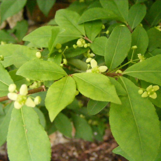 Euonymus alatus 'Compactus' - Vente Fusain ailé nain