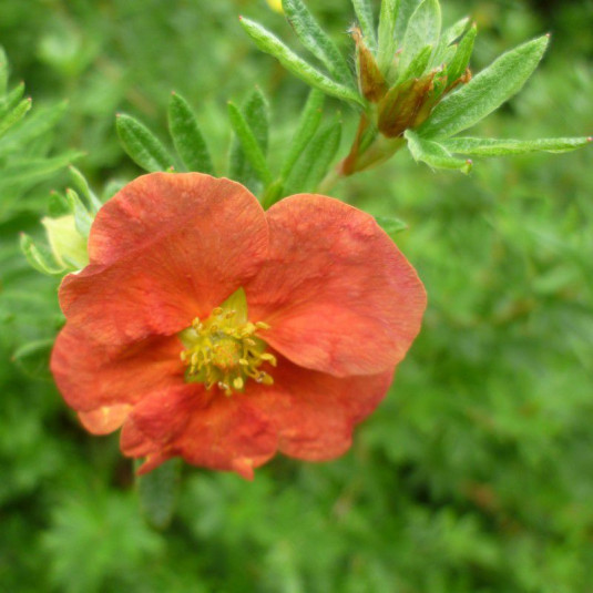 Potentilla fruticosa 'Red Ace' - Vente Potentille arbustive rouge orange