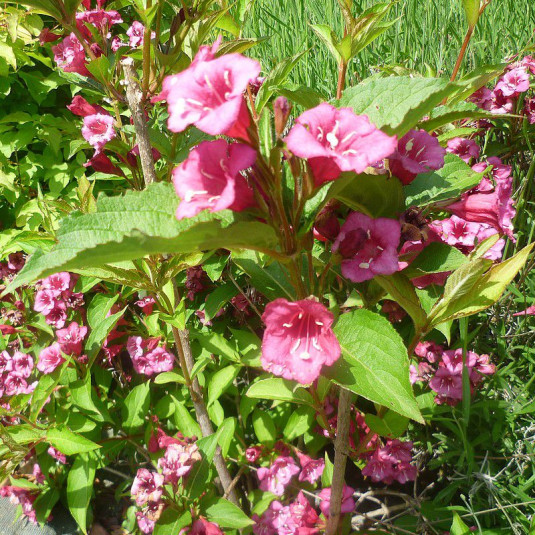 Weigelia 'Bristol Ruby' - Acheter arbuste Weigela rouge