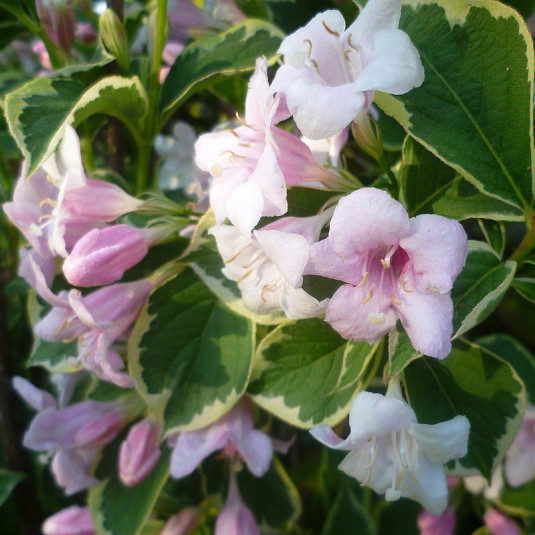Weigelia 'Kosteriana Variegata' - Weigelia panaché rose