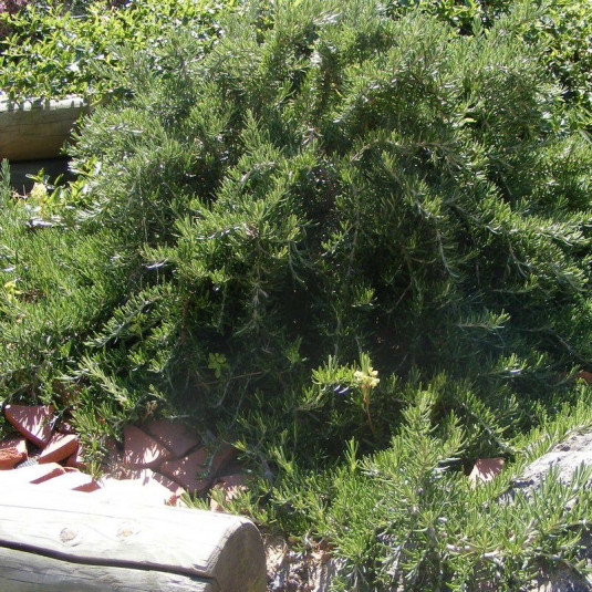 Rosmarinus officinalis 'Pointe du Raz' - Vente Romarin officinal rampant