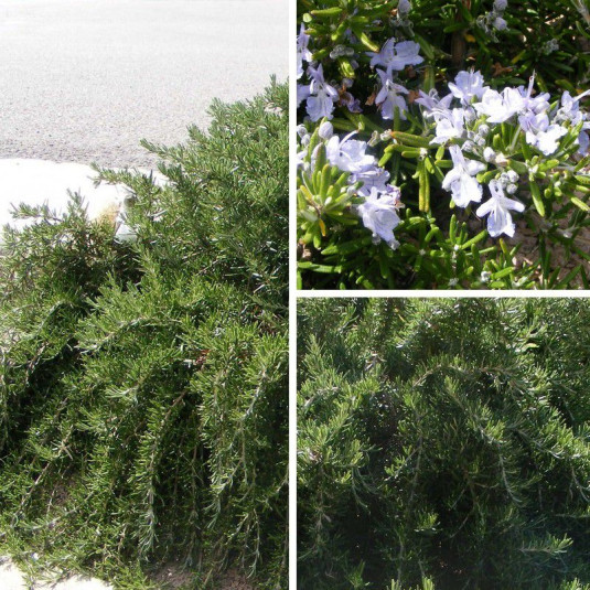 Rosmarinus officinalis 'Pointe du Raz' - Vente Romarin officinal rampant