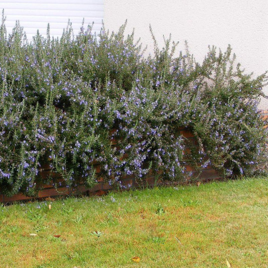 Romarin commun couvre-sol - Vente Rosmarinus officinalis 'Prostratus'