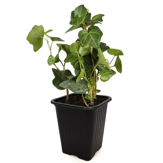 Lierre commun grimpant - Vente Hedera helix 'Hibernica' - Lierre des ...