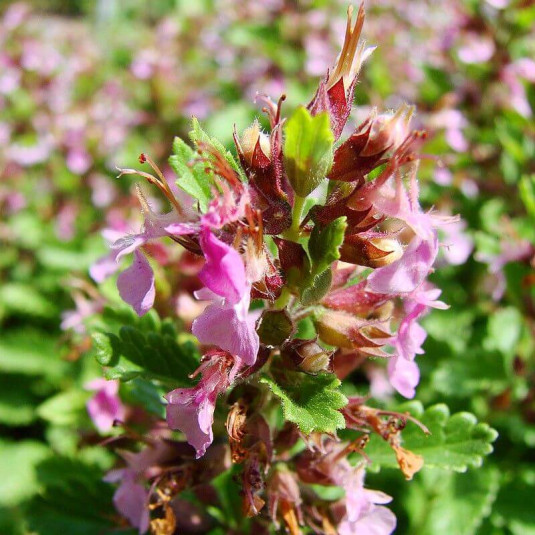 Germandrée petit-chêne - Vente Teucrium chamaedrys