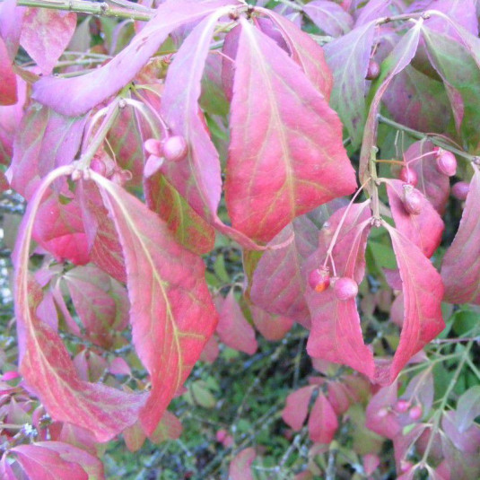 Euonymus alatus - Vente Fusain ailé