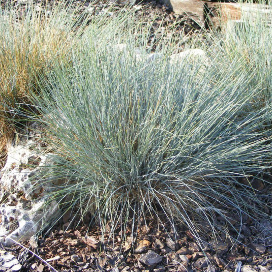 Festuca glauca 'Elijah blue' - Vente Fétuque bleue