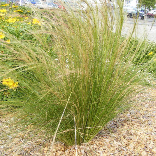 Cheveux d'Ange - Vente Stipa tenuissima