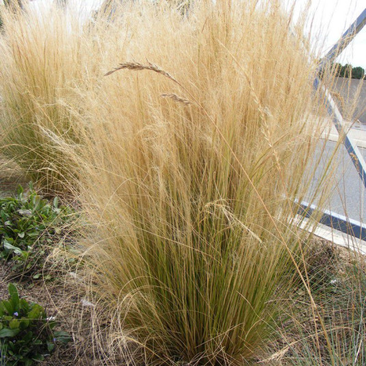 Cheveux d'Ange - Vente Stipa tenuissima