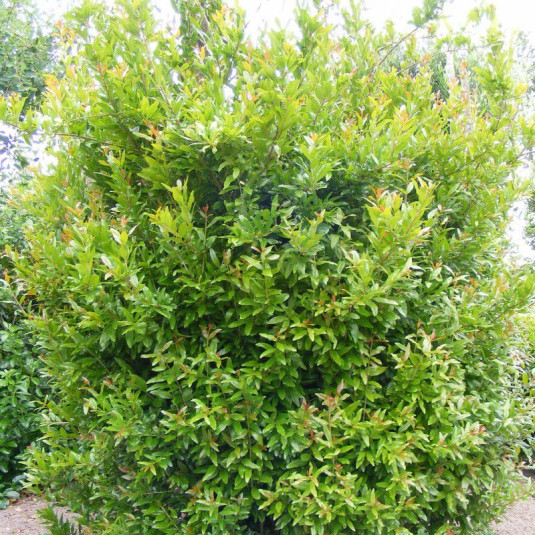 Punica granatum 'Legrelliae' - Vente Grenadier à fleurs bicolores
