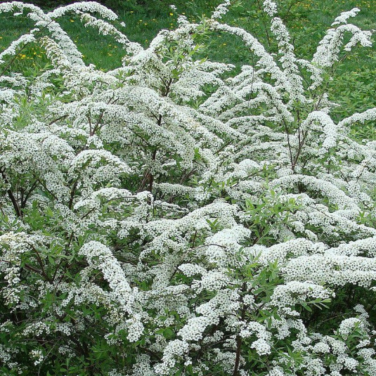 Spiraea arguta - Vente Spirée voile de mariée - Ecume de mai