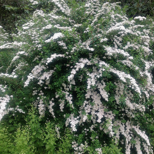 Spiraea arguta - Vente Spirée voile de mariée - Ecume de mai
