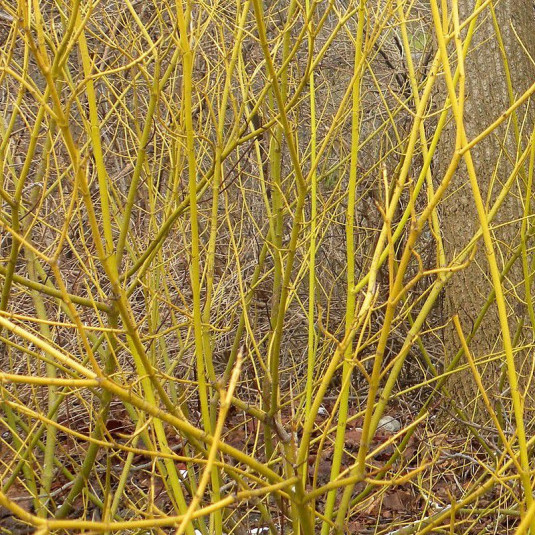 Cornus stolonifera 'Flaviramea' - Vente Cornouiller stolonifère à bois ...