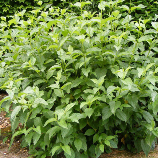 Cornus stolonifera 'Flaviramea' - Vente Cornouiller stolonifère à bois ...