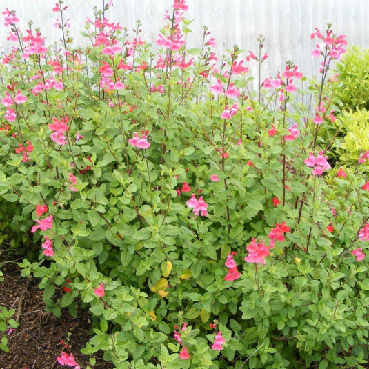 Salvia microphylla 'Grahamii' - Vente Sauge rouge de Graham