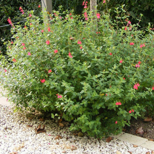 Salvia microphylla 'Grahamii' - Vente Sauge rouge de Graham