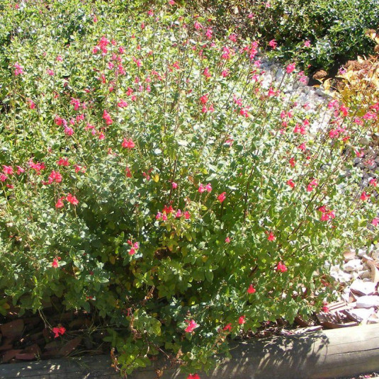 Salvia microphylla 'Grahamii' - Vente Sauge rouge de Graham