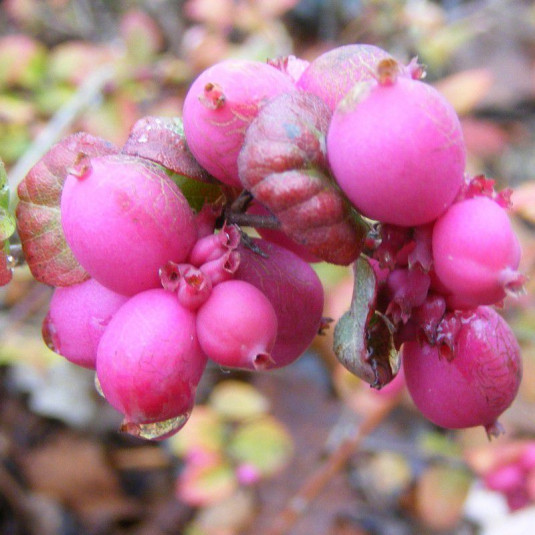 Symphorine rouge - Vente Symphoricarpos doorenbosii 'Magic Berry ...