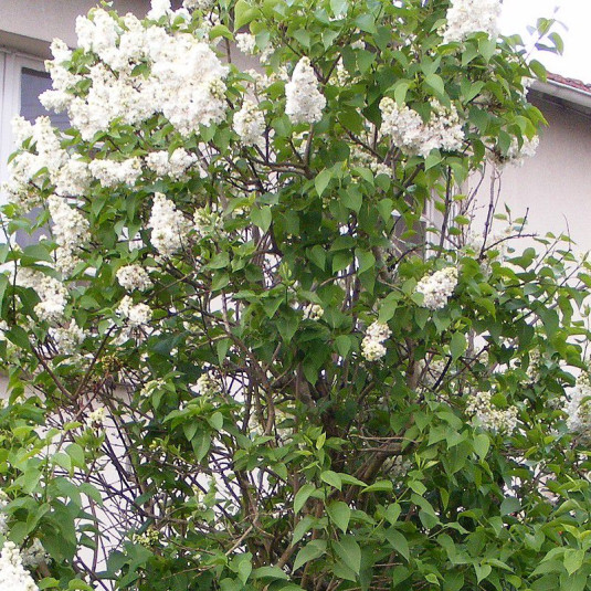 Lilas blanc parfumé - Achat Syringa vulgaris 'Madame Lemoine'