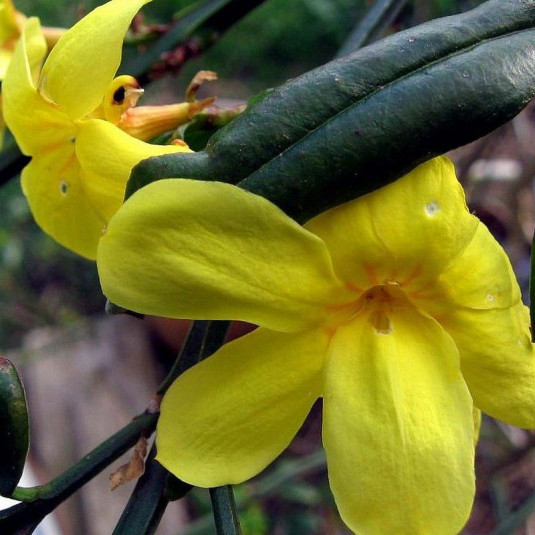 Jasmin d'hiver jaune - Vente Jasminum nudiflorum
