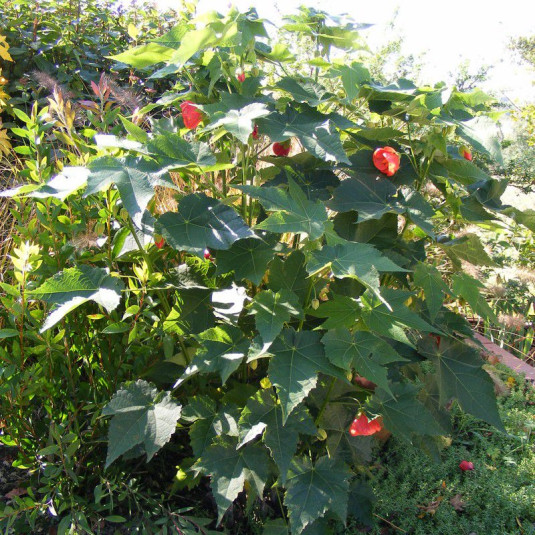 Abutilon hybridum 'Ashford Red' - Vente Abutilon rouge orangé