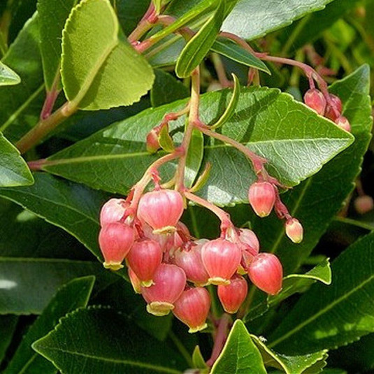 Arbutus unedo 'Rubra' - Vente Arbousier rouge