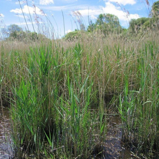Phragmite australis - Vente Roseau commun à balai