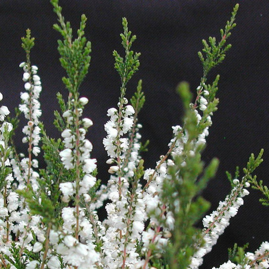 Bruyère commune blanche - Brande - Vente Calluna vulgaris 'Stéfanie'