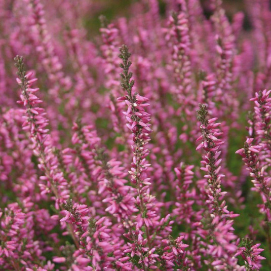 Vente Bruyère commune rose - Brande - Calluna vulgaris 'Marlies'