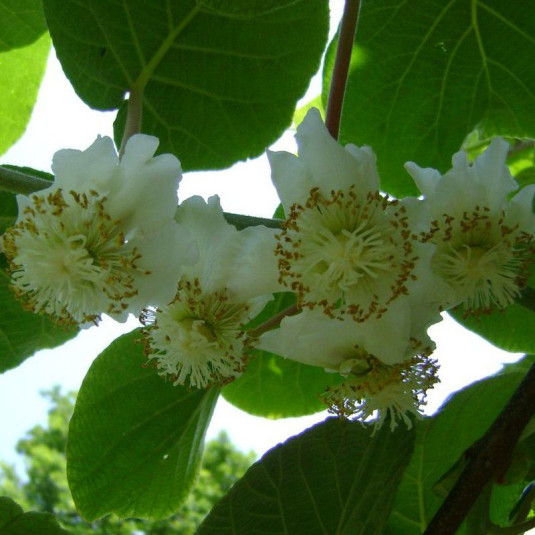 Actinidia chinensis ‘Solo’ - Vente Kiwi autofertile