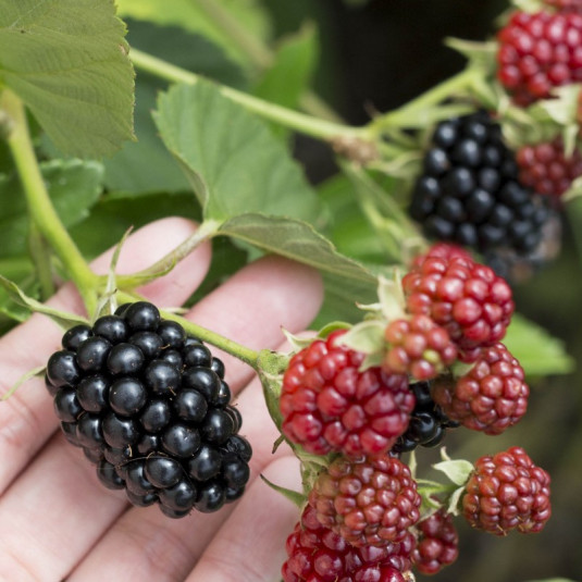Vente Rubus 'Chester Thornless' - Mûre géante sans épine