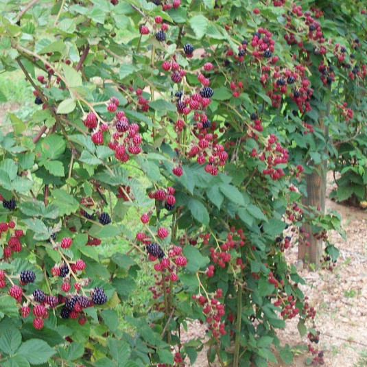 Vente Rubus 'Chester Thornless' - Mûre géante sans épine