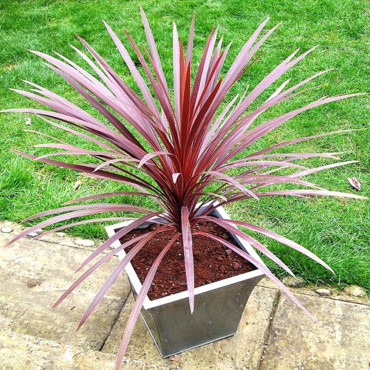 Cordyline 'Red Star' - Vente plant Dracaena australis pourpre