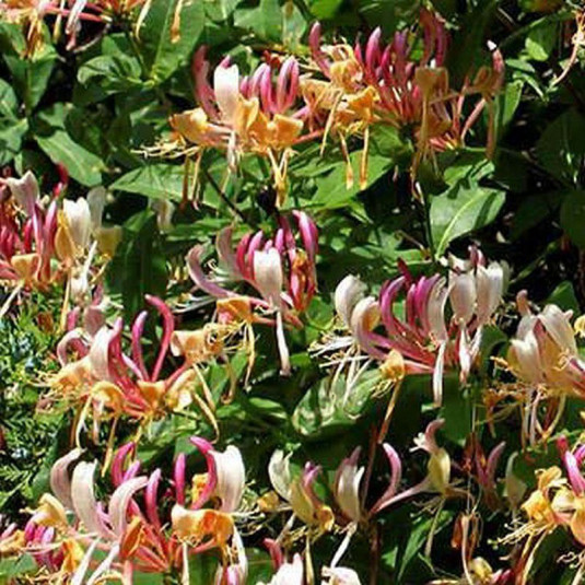 Chèvrefeuille grimpant - Lonicera heckrotti 'American Beauty'