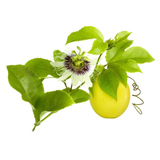 Fruit de la passion jaune - Vente Passiflora edulis 'Flavicarpa ...