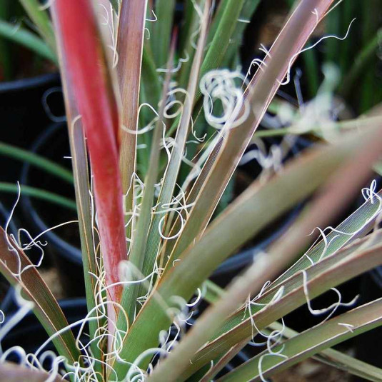 Hesperaloe parviflora 'Rubra' - Vente Faux-Yucca Red à fleurs rouges