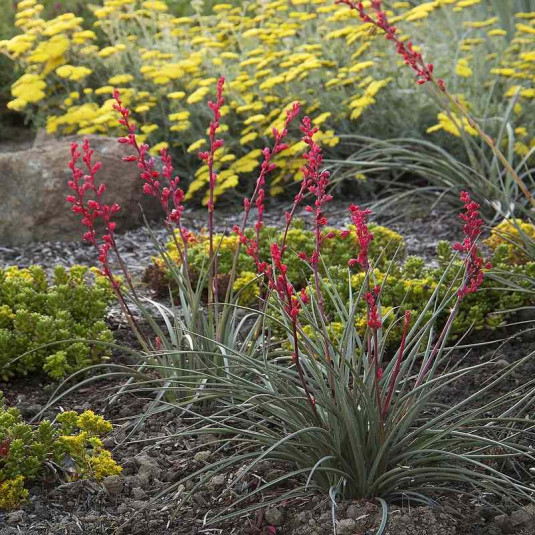 Hesperaloe parviflora 'Rubra' - Vente Faux-Yucca Red à fleurs rouges