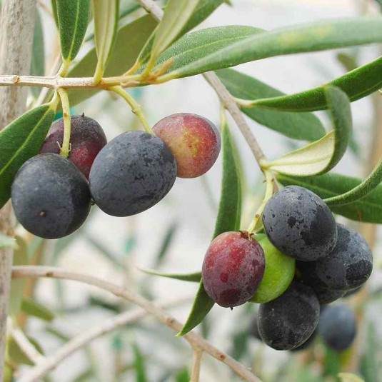 Olea europaea 'Caillette' - Vente plant d'Olivier Cailletier - Olive de ...