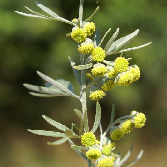 Absinthe plant - Vente Artemisia absinthium